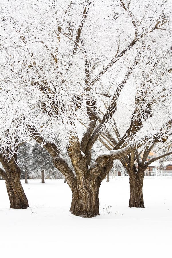 Hoar frost trees stock photo. Image of group, branches - 6992548