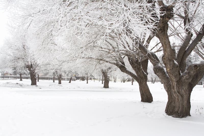 Hoar frost trees stock photo. Image of group, branches - 6992548