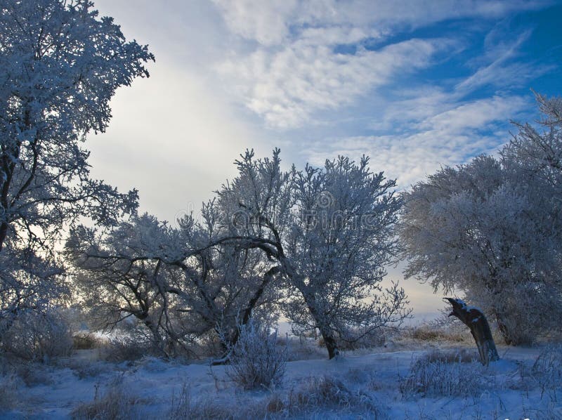 Hoar-frost trees stock image. Image of idyllic, bleak - 7859835
