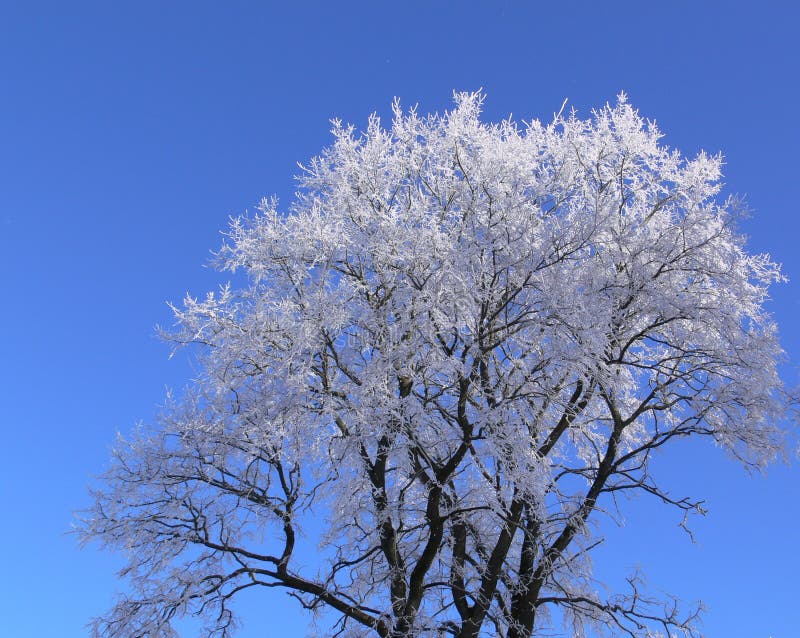 Hoar-frosted tree. stock photo. Image of scenery, crisp - 589898