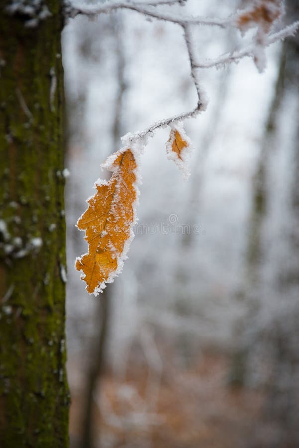 Hoar Sui Rami Degli Alberi Nella Foresta Fotografia Stock - Immagine di ...