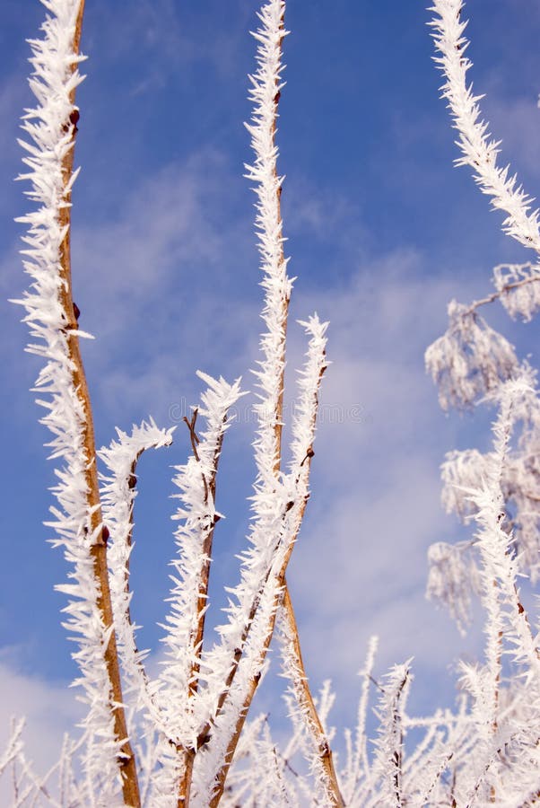 Hoar on Winter Tree Branches Stock Photo - Image of abstract, snowflake ...