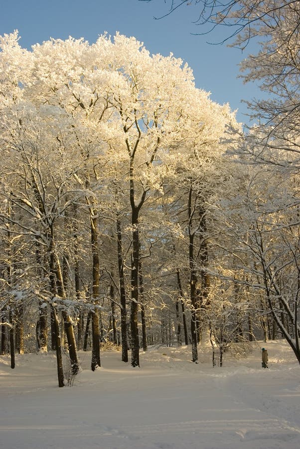 Hoarfrost stock image. Image of park, hoarfrost, forest - 12686809