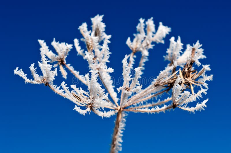 Hoarfrost stock photo. Image of outdoor, snow, winter - 17036604