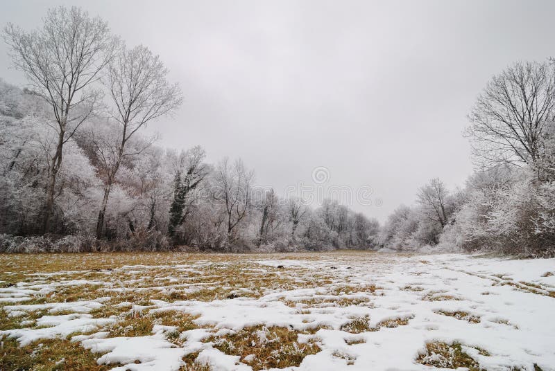 Hoarfrost stock photo. Image of green, hoar, tree, meadow - 17129570