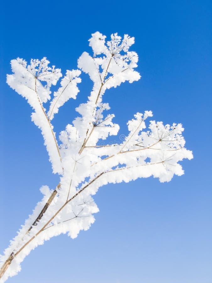 Hoarfrost stock photo. Image of outdoors, nature, seasonal - 1926134