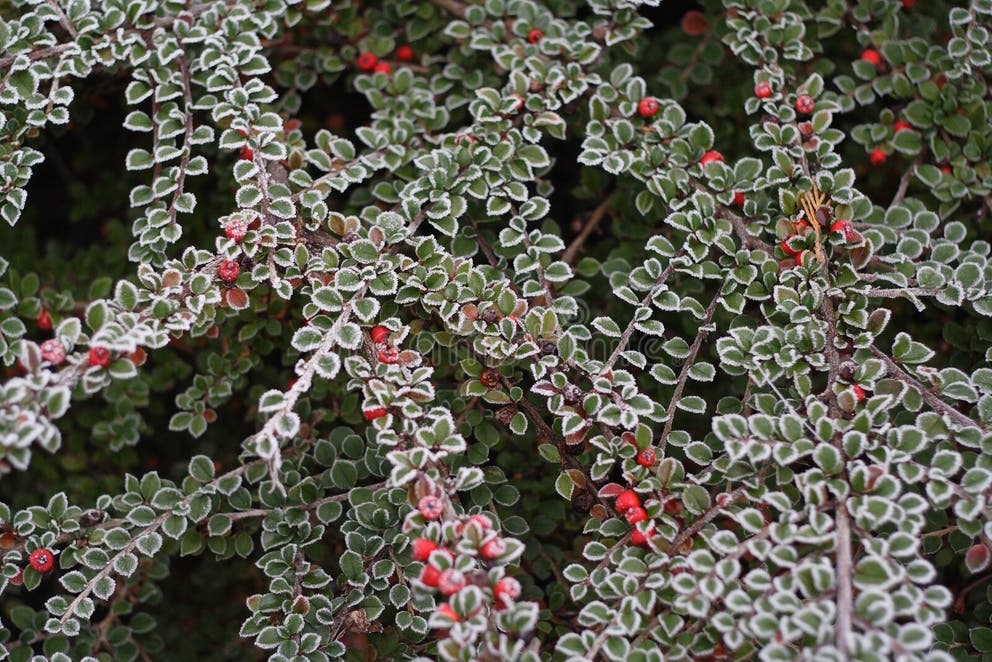 Hoarfrost stock photo. Image of greenery, branch, winter - 368378