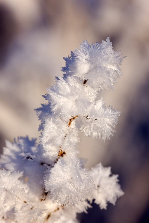 Hoarfrost stock photo. Image of background, rime, frosty - 7853152