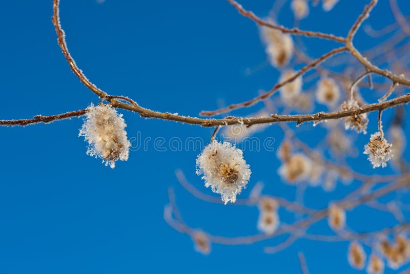 Hoarfrost on branches stock photo. Image of frozen, woods - 23114986