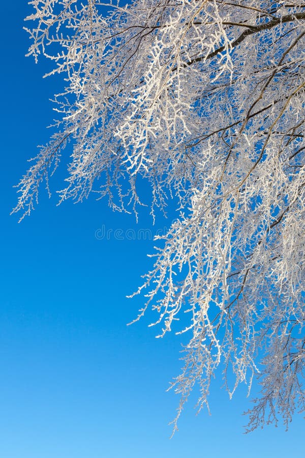Hoarfrost on the Branches of Trees in the Rays of Stock Image - Image ...