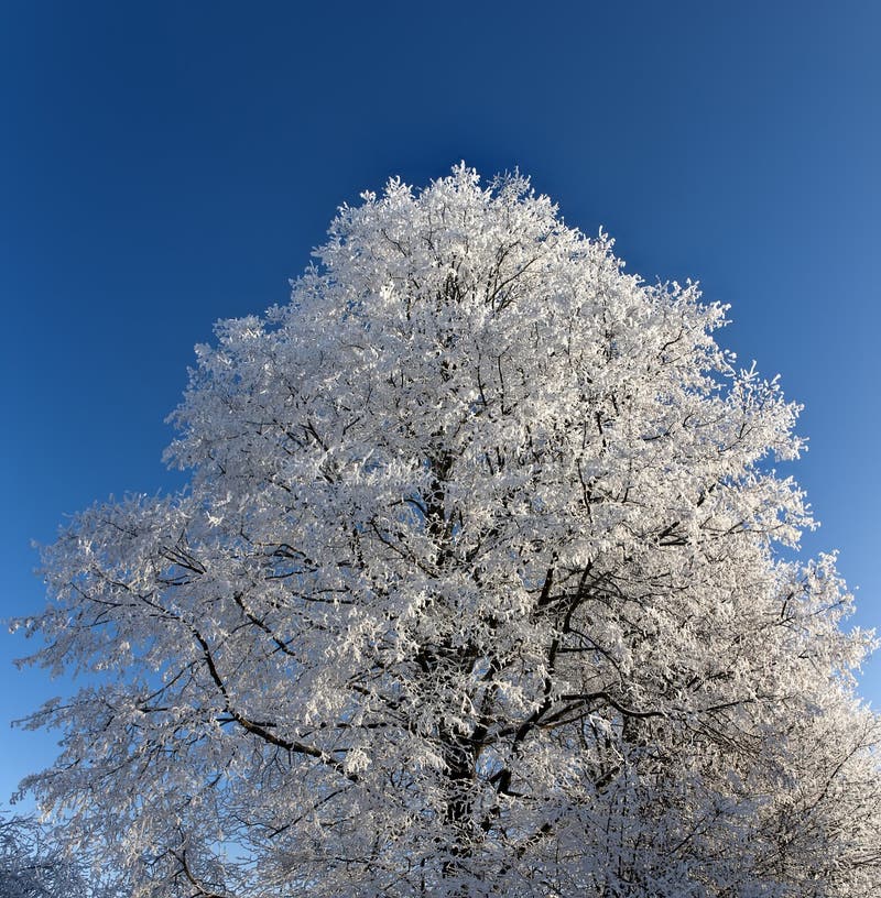 Hoarfrost on Branches of a High Tree. Stock Image - Image of light ...