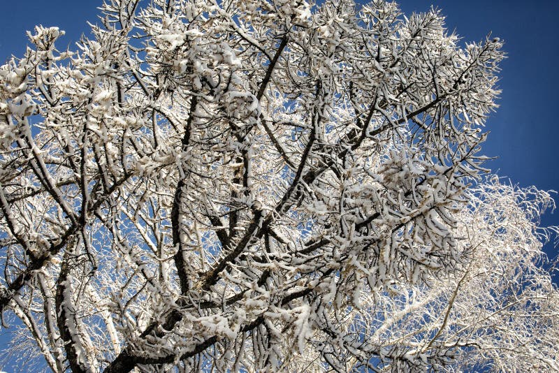 Hoarfrost on Branches of a Tree. Stock Photo - Image of plants, frost ...