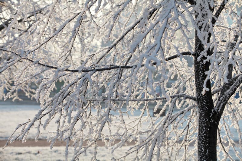 Hoarfrost on Branches of a Tree Stock Photo - Image of white, clear ...