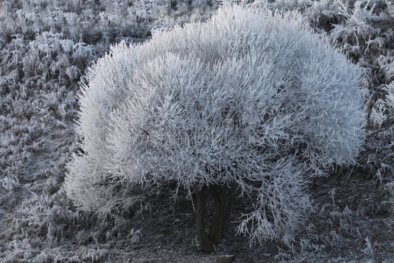 Hoarfrost stock photo. Image of rime, snowy, cold, tree - 48360576