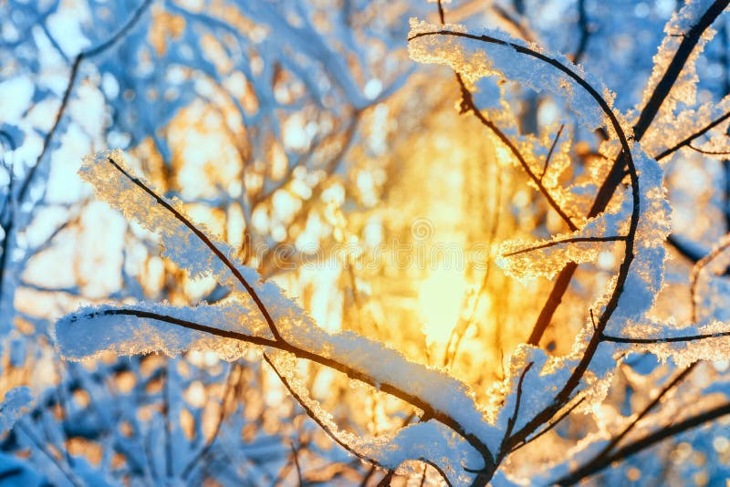 Hoarfrost on the Branches of Trees in the Rays of Stock Image - Image ...