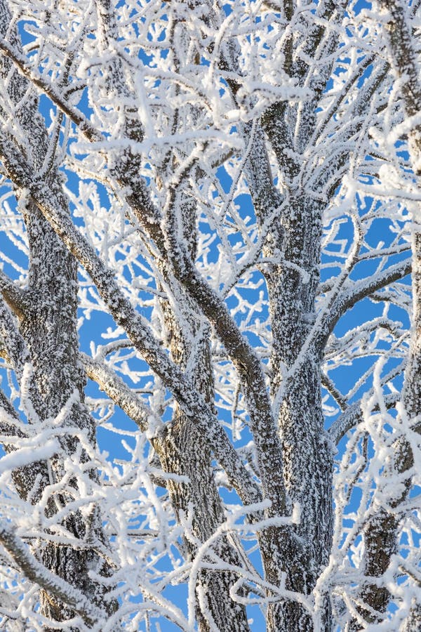 Hoarfrost covered branches stock photo. Image of branch - 36008342