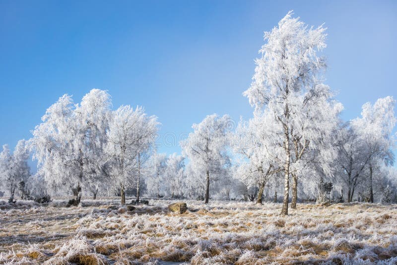 Hoarfrost Covered Crop Field Grass and Animal Tracks Stock Photo ...