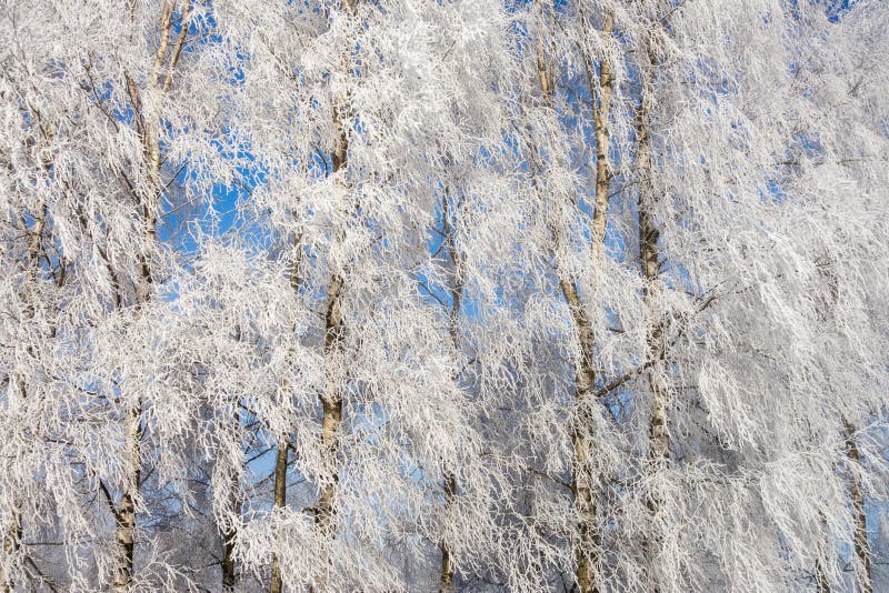 Hoarfrost Covered Spruce Tree Stock Photo - Image of trees, pattern ...