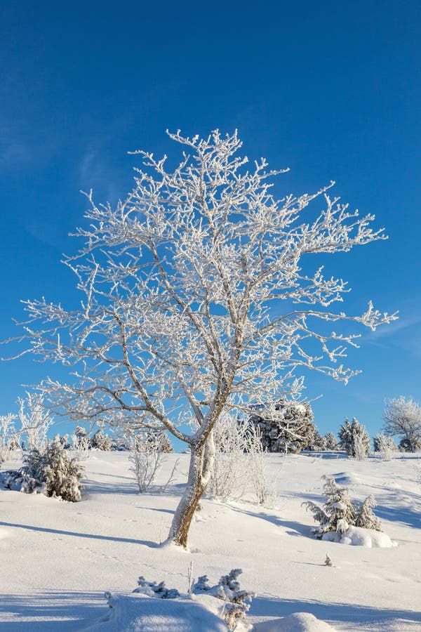 Hoarfrost covered tree stock image. Image of clear, frosty - 61287257