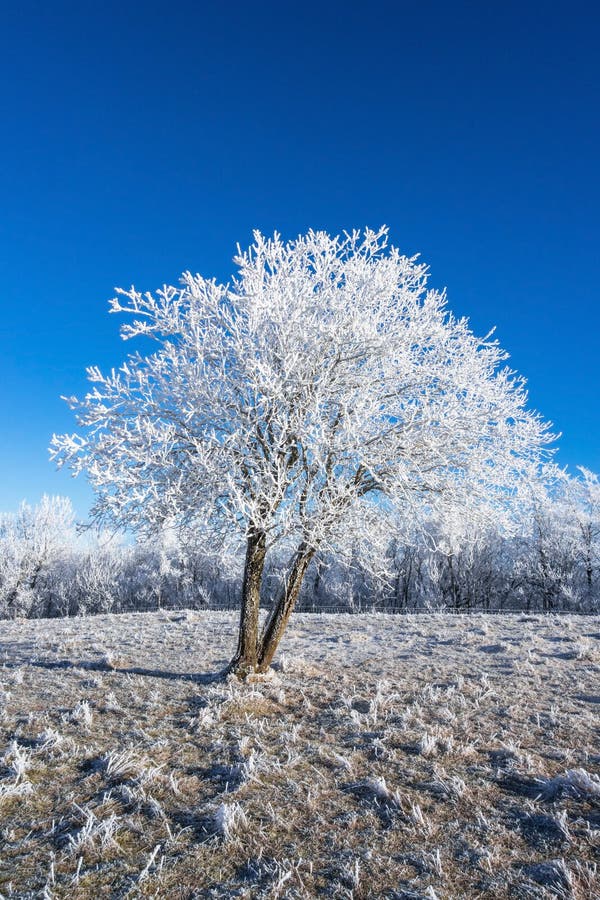 Hoarfrost covered tree stock photo. Image of cold, field - 35383896