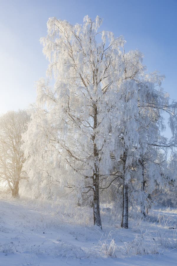 Hoarfrost covered trees stock image. Image of calm, countryside - 36008327