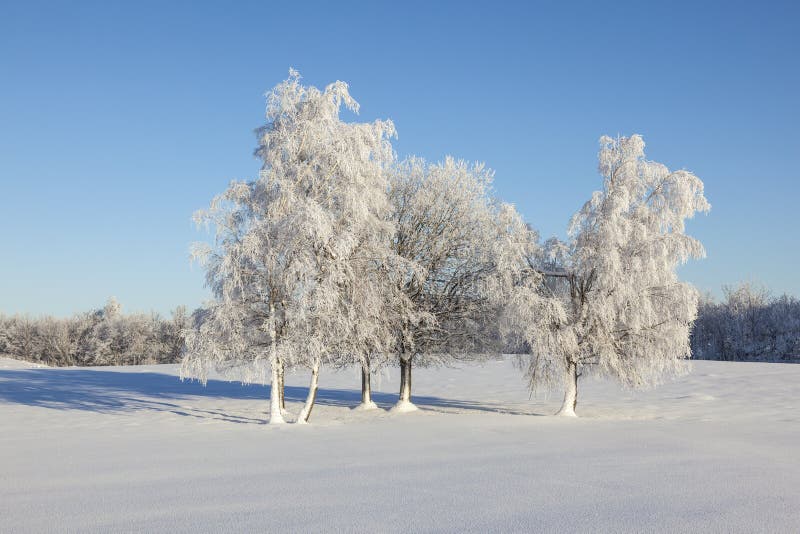 Hoarfrost covered trees stock photo. Image of land, frozen - 45425478