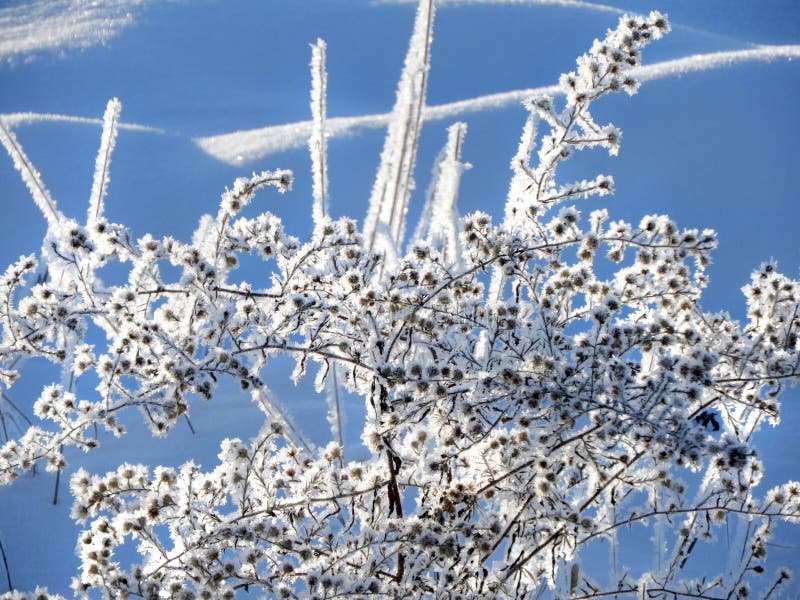 Hoarfrost Formed on Field Grass in FingerLakes Stock Image - Image of ...