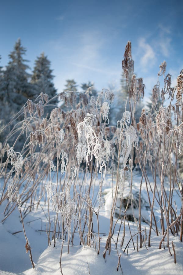Hoarfrost stock image. Image of garden, forest, autumn - 31104453