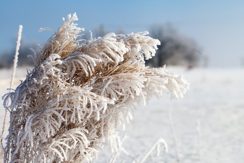 Hoarfrost. stock image. Image of christmas, snow, covered - 30101597
