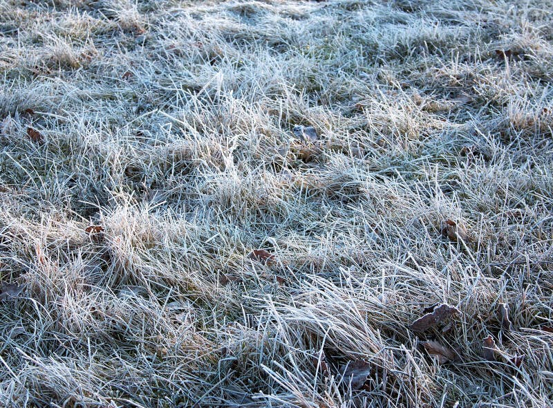 Hoarfrost on the grass stock photo. Image of christmas - 52683534