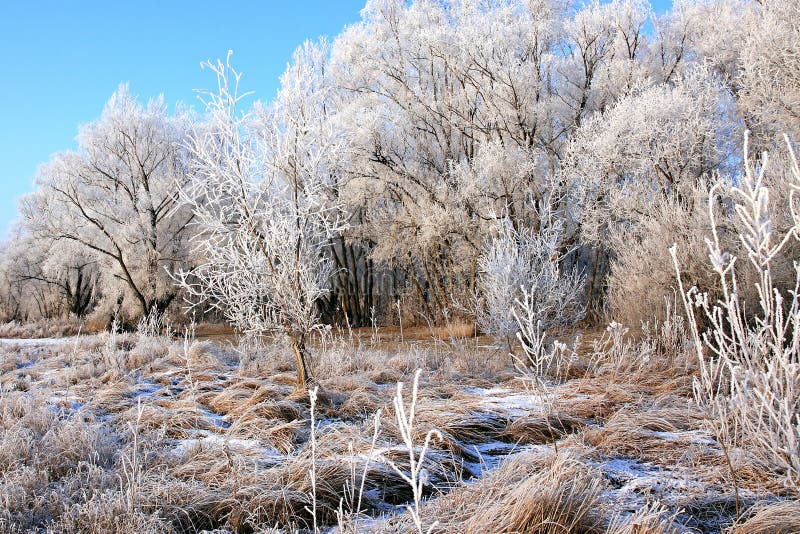 Hoarfrost on a plant. stock photo. Image of spring, frost - 7575260