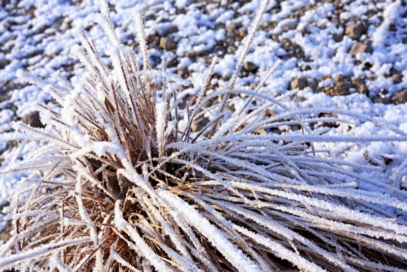 Hoarfrost on a plant. stock image. Image of frost, snow - 7593443