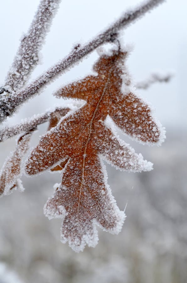 Hoarfrost stock photo. Image of closeup, outdoor, cold - 47898822