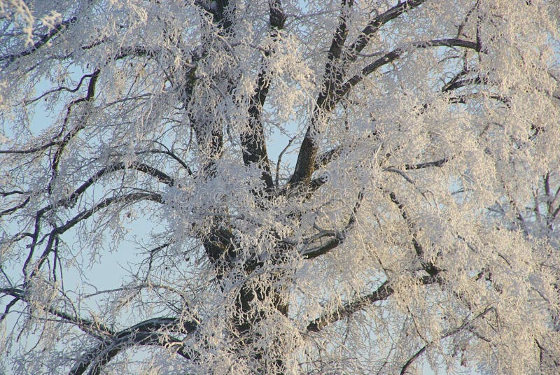 Hoarfrost tree stock photo. Image of rime, tree, hoarfrost - 7630216
