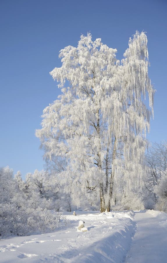 Hoarfrost on Tree in the Winter Stock Photo - Image of branch, sunlight ...