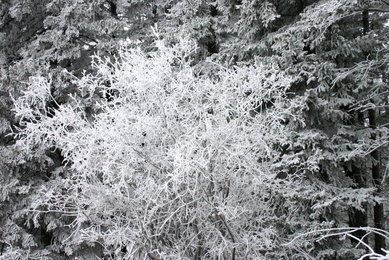 Hoarfrost on trees stock photo. Image of evergreens, branches - 13353528
