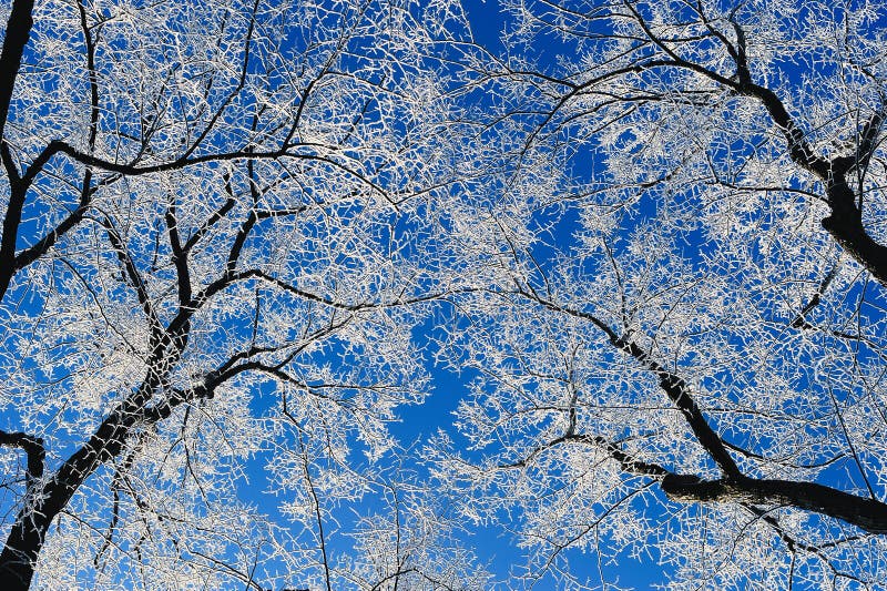Hoarfrost of the trees stock image. Image of snow, freeze - 27761991