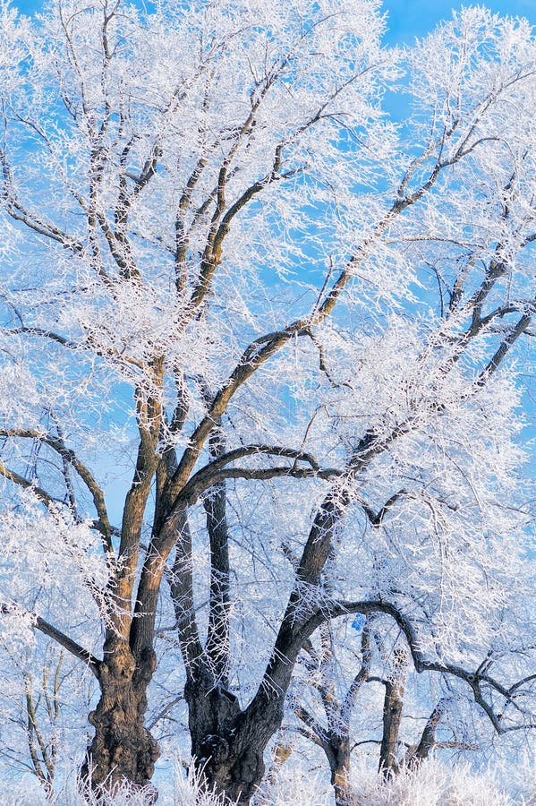 Hoarfrost on the trees stock image. Image of branch, freezing - 28036303