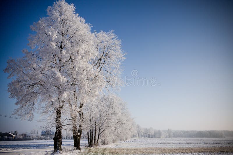 Hoarfrost on trees stock photo. Image of sprig, shudder - 28180082