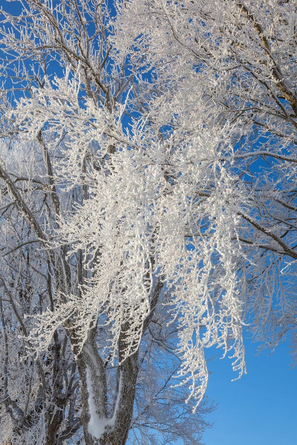 Hoarfrost on the trees stock photo. Image of natural - 63626994