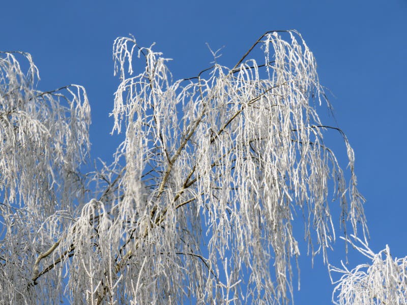 Hoarfrost trees in Wintry stock image. Image of christmas - 16077081