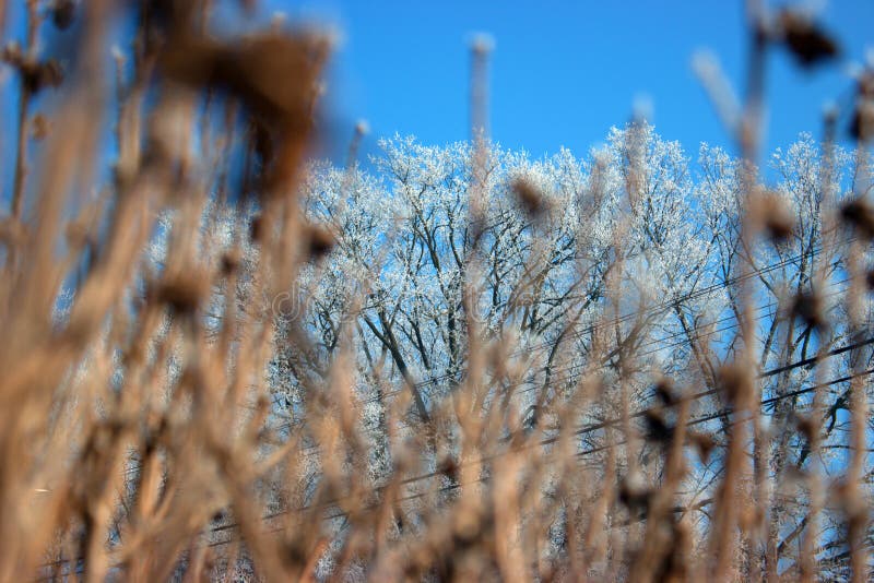 Hoarfrost on a trees stock image. Image of cold, white - 87782295