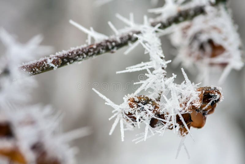 Hoarfrost. stock image. Image of cool, outdoor, season - 35547673