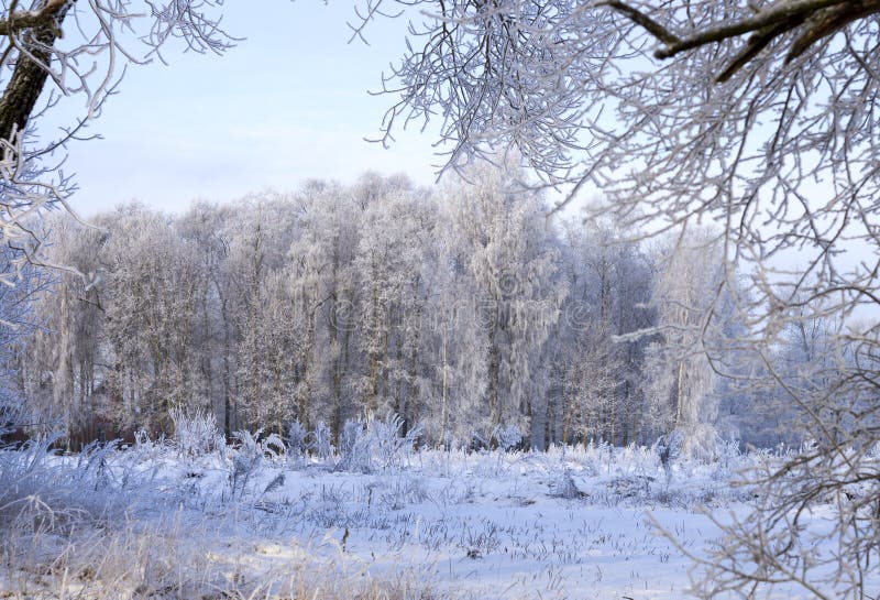 Hoarfrost stock photo. Image of cold, ecosystem, hoarfrost - 48849888