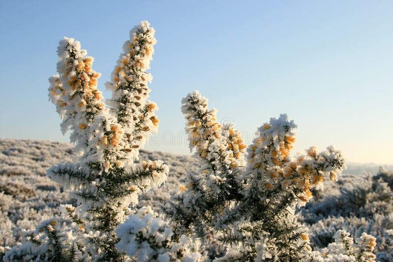 1,499 Hoarfrost Oisterwijk Netherlands Stock Photos - Free & Royalty ...