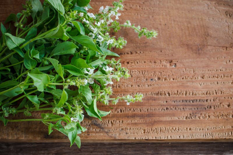 Hoary basil stock image. Image of aromatherapy, esan - 67159695