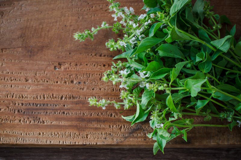 Hoary basil stock image. Image of asia, rustic, local - 67358723