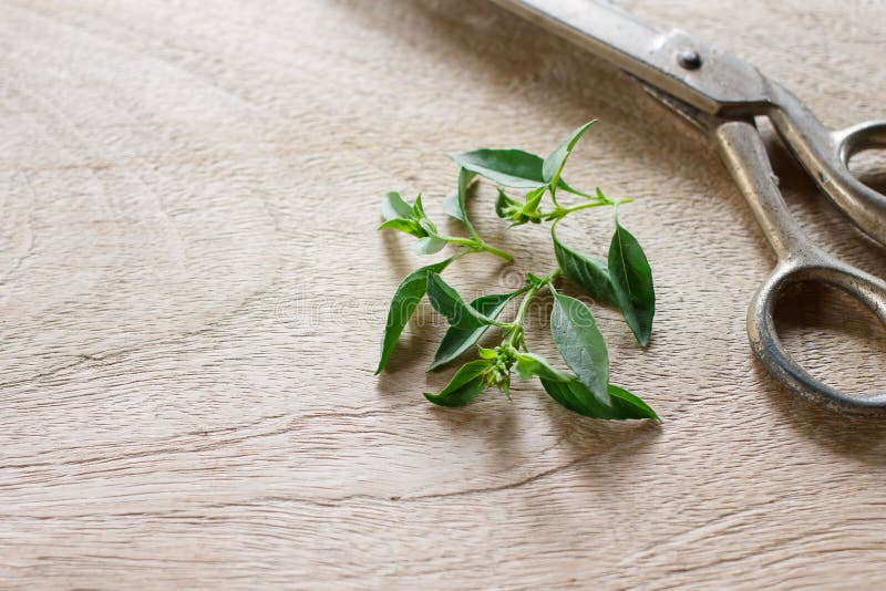 Hoary basil. stock photo. Image of life, basil, plants - 67512118