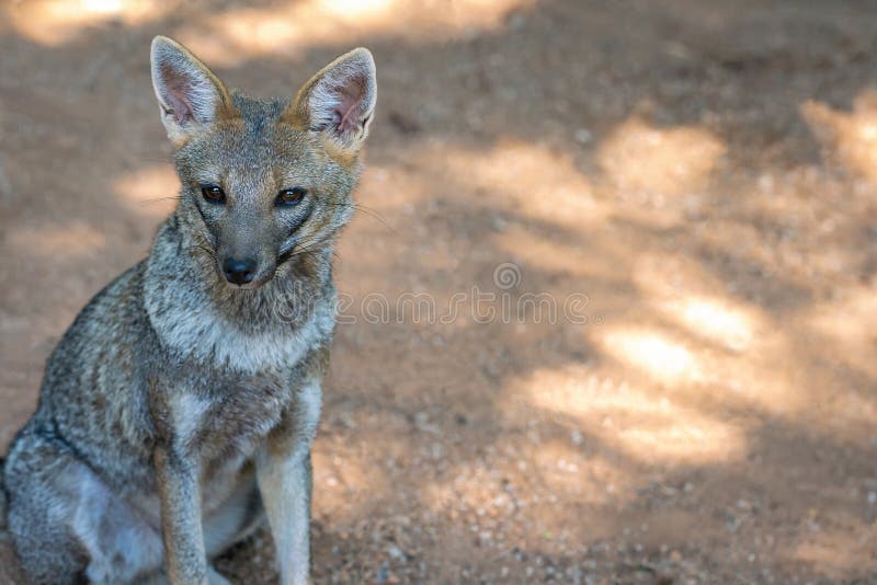 Hoary Fox - Brazilian Canid Stock Photo - Image of beautiful, lycalopex ...