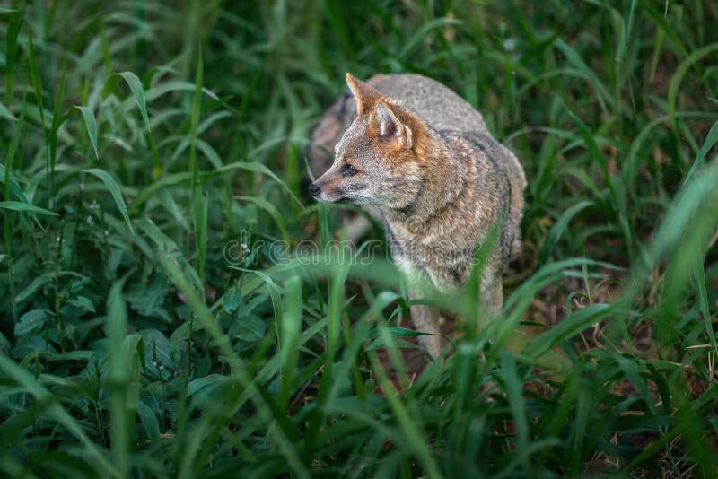 Hoary Fox - Brazilian Canid Stock Photo - Image of cute, endemic: 303775236